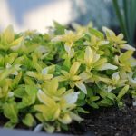 Wat betekent slay? - Mannenhub.nl